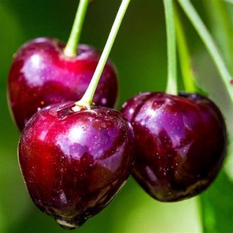 Chelan Surry Gardens