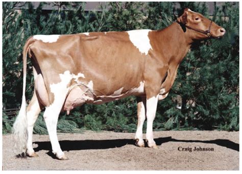 Cattle Breed Identification Flashcards