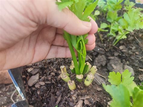 Can You Regrow Celery After Harvesting Yes Heres How