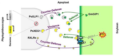 Science A Paralogous Decoy Protects Phytophtho