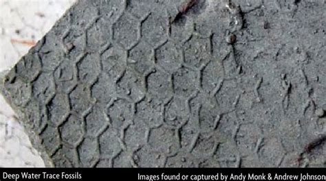 Sacred Geometry In Nature And Life Creation Arts
