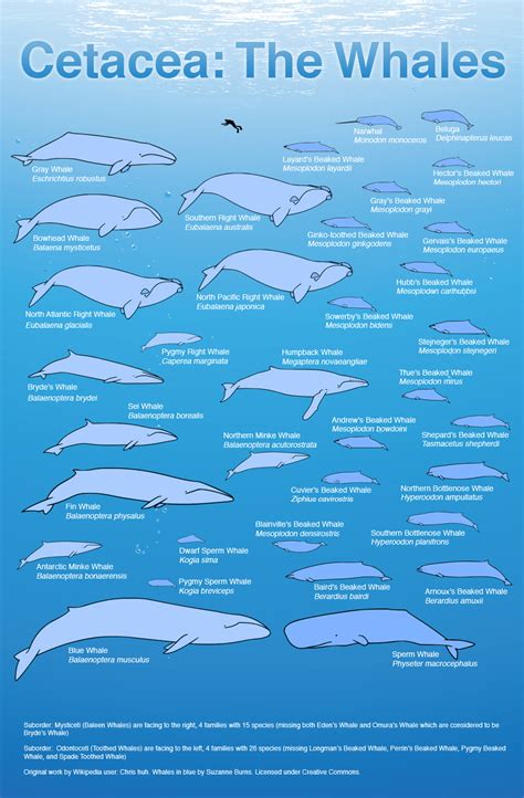 Blue Whales Size Comparison Blue Whale Facts Size Comparison To