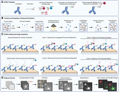 Multiplex Imaging Of Human Induced Pluripotent Stem Cell Derived