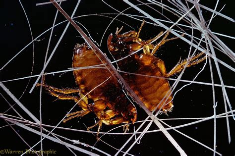 Cat Fleas Photo WP