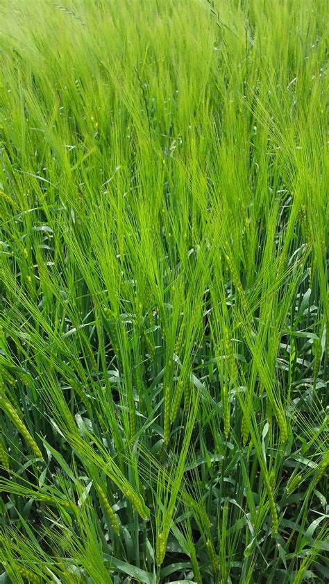 Laureate Dotnuva Seeds