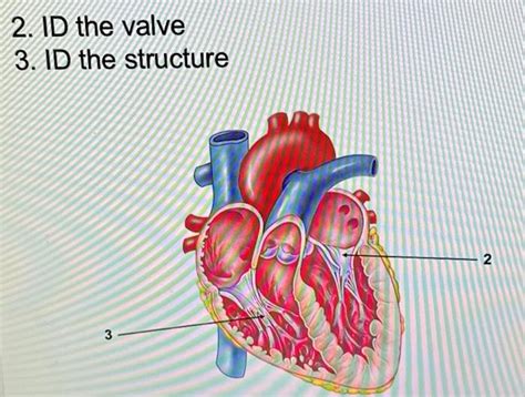 Solved 1 Id The Vessel 4 Id The Nodal Tissue 5