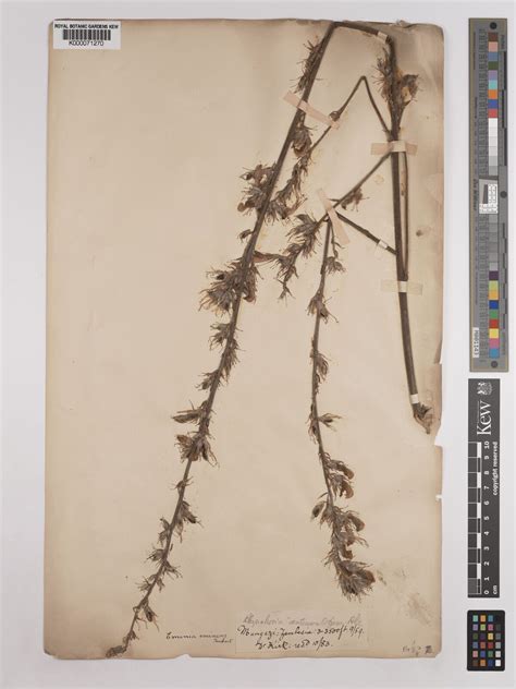 Eminia Taub Plants Of The World Online Kew Science