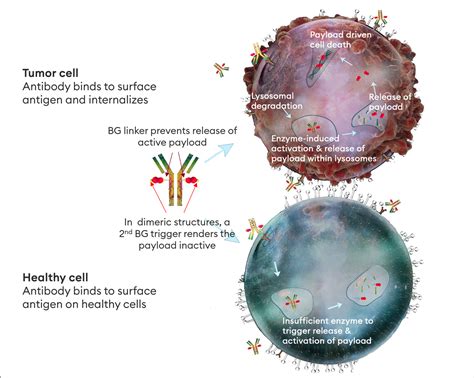 Tumour Selective Payload Activation Adc Design Principles Iksuda