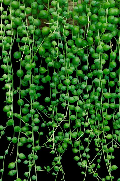 Senecio String Of Pearls Growing Tips Care Guide Seasol