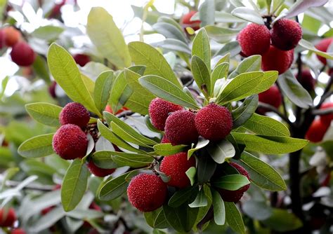 The Efficacy And Benefits Of Bayberry Inews
