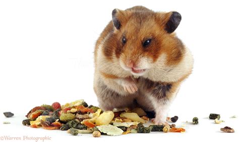 Golden Hamster Photo Wp04483