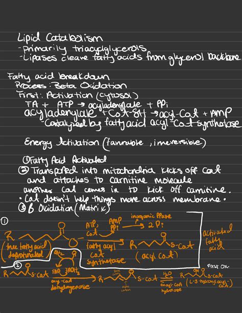 Lipid Metabolism Catabolism Breakdown Mechanisms Practice Questions Lipid Catabolism