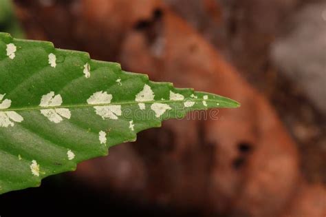 Close Up Photo Of Apex Adaxial Green Leaf With Blur Background Emerging From Left Side Stock
