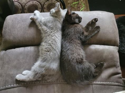 Teeny Tiny Kittens Wont Eat Wet Food They Are Really Small For Their Age R Kitten