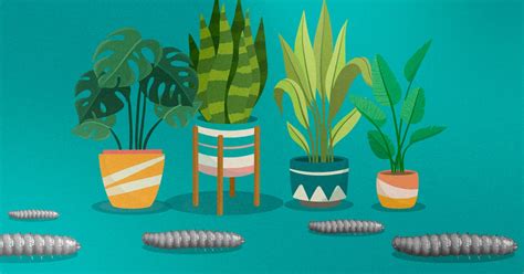 Tres Plantas Que Debes Poner En La Entrada De Tu Casa Para Ahuyentar Al