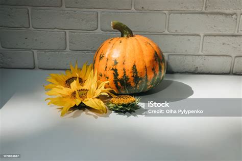 호박과 노란 해바라기 꽃이 하얀 벽돌 벽 배경에 흰색 테이블에 있습니다 가을 구성 0명에 대한 스톡 사진 및 기타 이미지 0