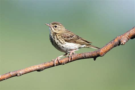 Tree Pipit Bird Facts Anthus Trivialis