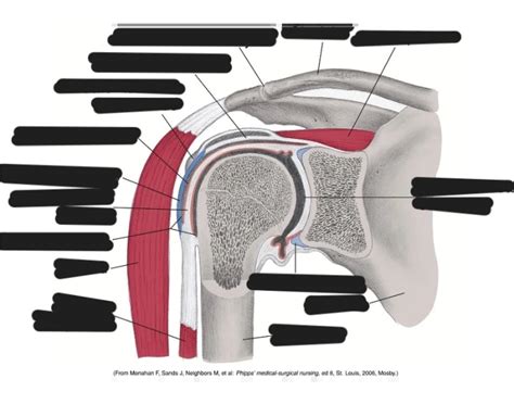 Shoulder Joint Labeling Quiz