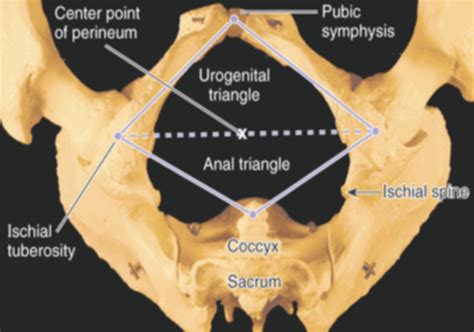 Anatomy Exam Flashcards Quizlet