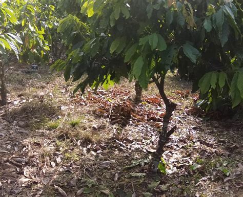 Karaagroai Drone Based Agricultural Dataset For Crop Yield Estimation
