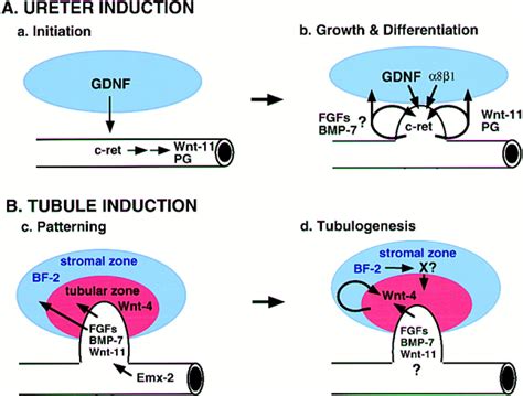 Inductive Tissue Interactions Cell Signaling And The Control Of
