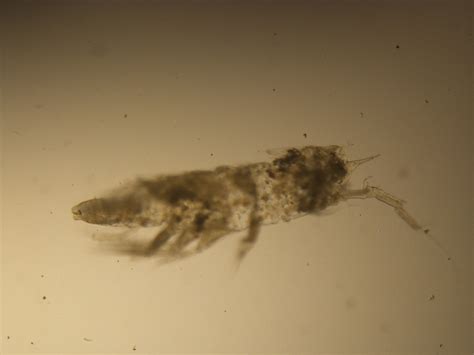 Can You Identify This Harpacticoid Copepod Researchgate