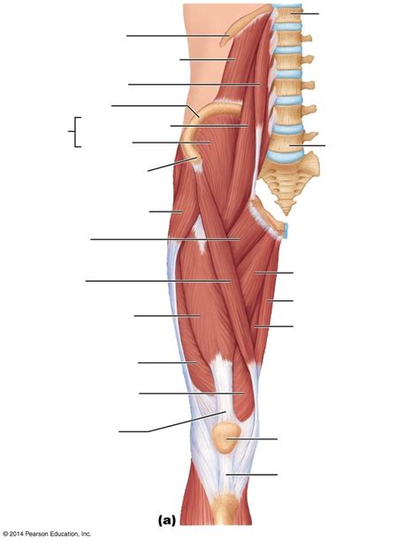 Muscles Diagram Quizlet
