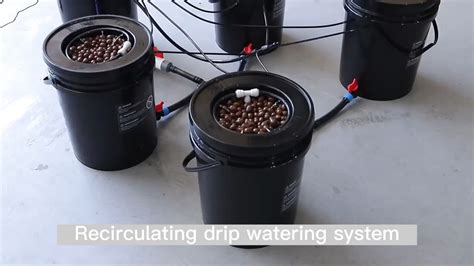 4 Bucket Rdwc Dutch Bucket Hydroponic System Buy Hydroponic System