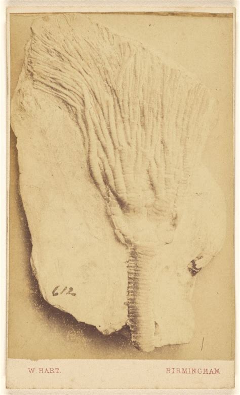 Fossil Of A Crinoid Male Sketch Natural History Nature