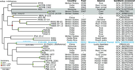 Maximum Parsimony Phylogeny Of Pantoea Stewartii The Phylogeny Was