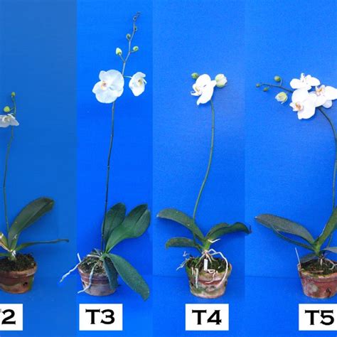 Growth And Development Of Phalaenopsis At Different Nitrogen And