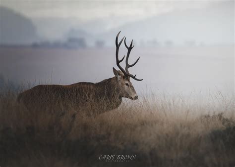 Chris Brown Wildlife Photography