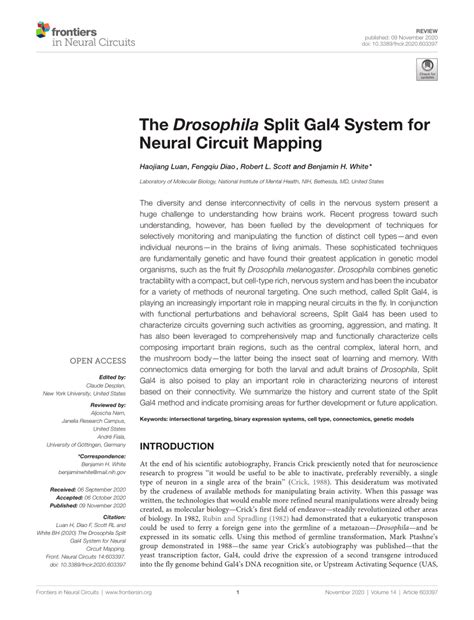 Pdf The Drosophila Split Gal4 System For Neural Circuit Mapping