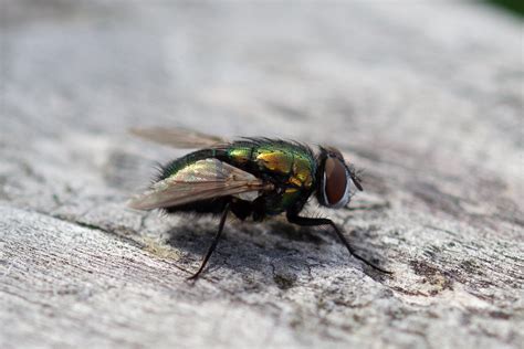 Fly Bites Symptoms And Treatment