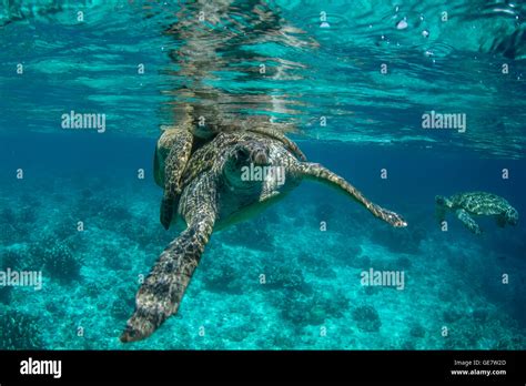 Underwater Sea Ocean Turtle Mating Coral Reef Scuba Diving Adventure Tourism Asia Stock Photo