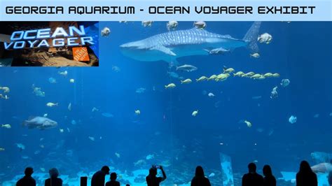 The Georgia Aquarium Ocean Voyager Exhibit Youtube