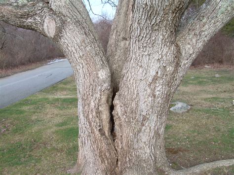 Tree Cabling Bracing Support Systems Hamilton Tree And Landscape