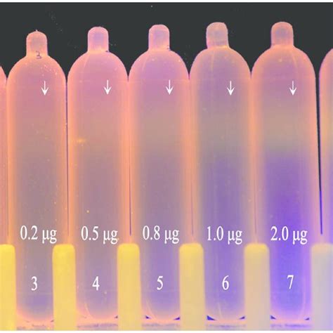 Detection Limit Of Environmental Dna In Cscl Density Gradients Stained Download Scientific