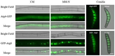 Subcellular Localization Of Chatg4 Download Scientific Diagram