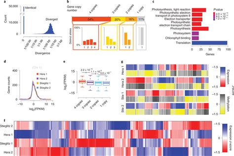 Impact Of Haplotype Divergence On Genes And Their Expression A