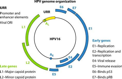 Human Papillomavirus Hpv Definition Structure Genome Replication Pathogenesis Treatment