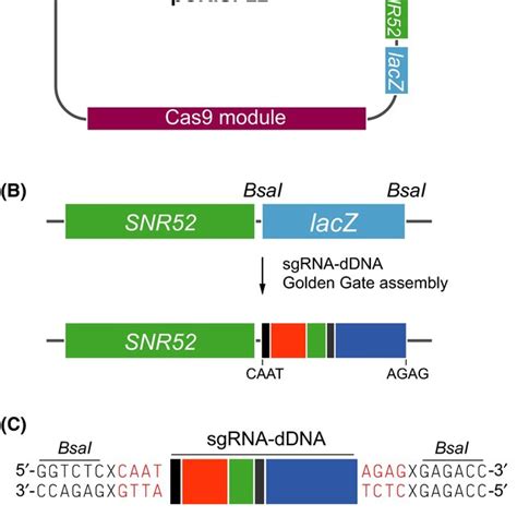 Design Of A Crispr Cas9 Vector For A Gossypii A Schematic Map Of The Download Scientific