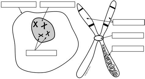 Chromosome Structure A Simple Labeling Exercise