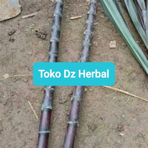 Jual Batang Tebu Hitam Tebu Ireng P 50 Cm Tebu Manis Shopee Indonesia