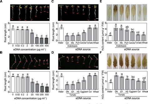 Figure 1 From Plant Extracellular Self Dna Inhibits Growth And Induces Immunity Via The