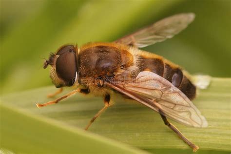 Macro Shot Of A Bumblebee Standing On A Green Leaf Stock Image Image Of Plats Garden 260992851