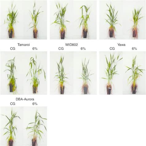 Variety Differences Between The Seven Selected Durum Wheat Genotypes