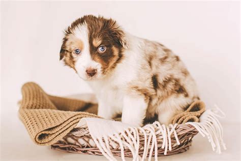 Pupdate! : r/miniaussie