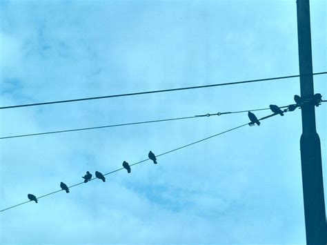 Bird Symmetry By Blueturtle On Deviantart