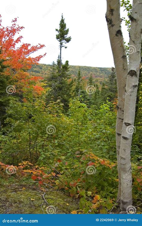 Birch Trees Nova Scotia Stock Image Image Of Breton 2242069